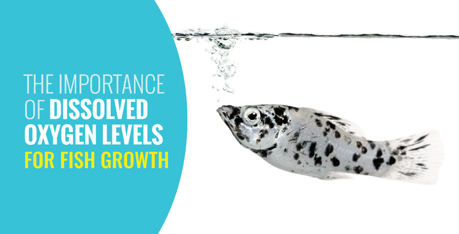 How Hot Is Too Hot To Fish? | The Mountain Jackpot News