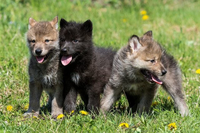 Colorado Parks and Wildlife confirms first reproduction from gray ...